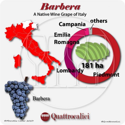 Barbera - Quattrocalici - Italian Wine Grapes