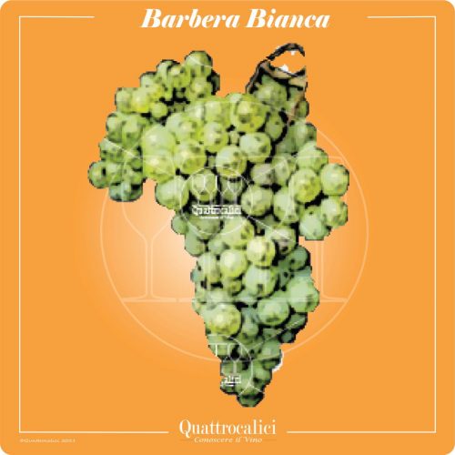 Barbera bianca - Quattrocalici - Italian Wine Grapes