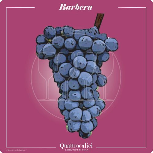 Barbera - Quattrocalici - Italian Wine Grapes