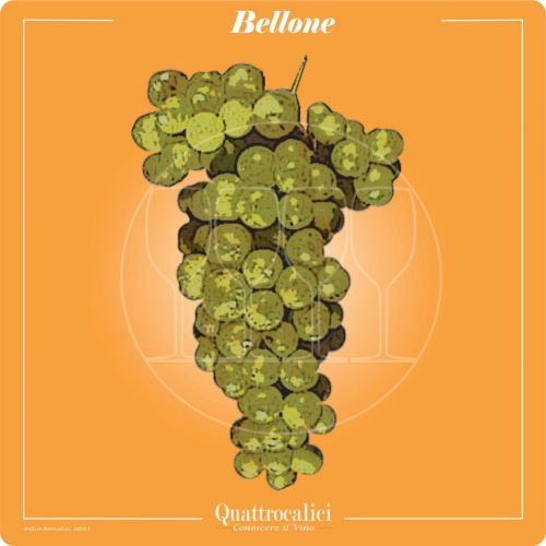 Bellone - Quattrocalici - Italian Wine Grapes