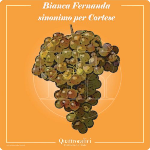 Bianca Fernanda - Quattrocalici - Italian Wine Grapes
