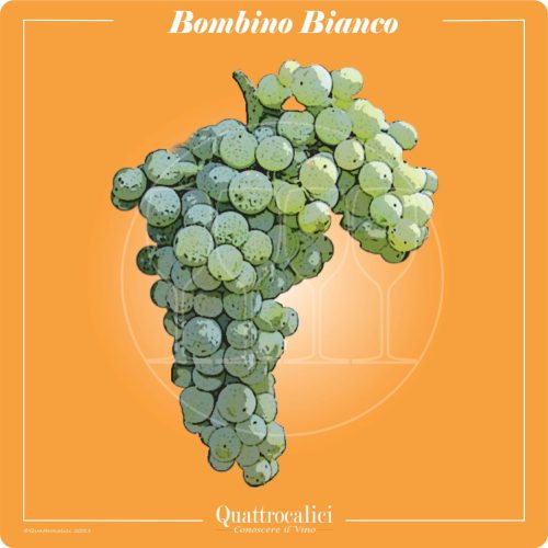 Bombino bianco - Quattrocalici - Italian Wine Grapes