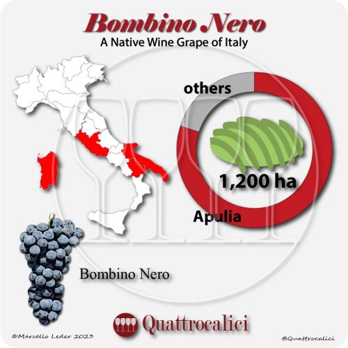 Bombino nero - Quattrocalici - Italian Wine Grapes