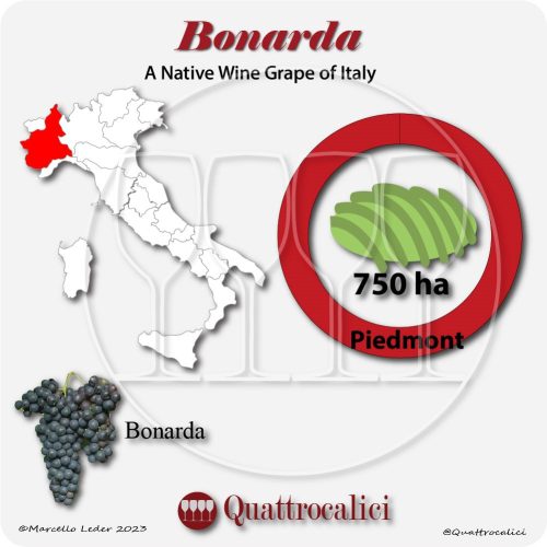 Bonarda - Quattrocalici - Italian Wine Grapes