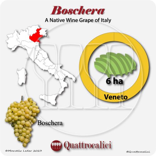 Boschera - Quattrocalici - Italian Wine Grapes