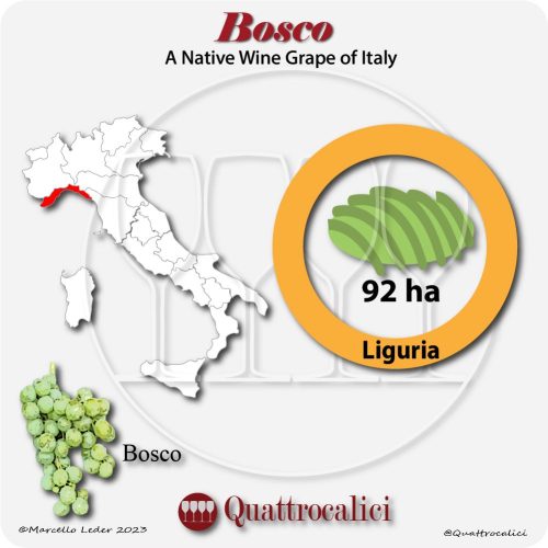 Bosco - Quattrocalici - Italian Wine Grapes