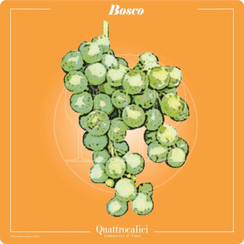 Bosco - Quattrocalici - Italian Wine Grapes