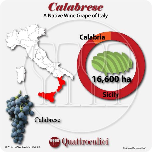 Calabrese - Quattrocalici - Italian Wine Grapes