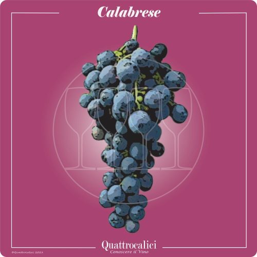 Calabrese - Quattrocalici - Italian Wine Grapes