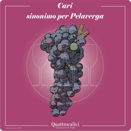 Cari - Quattrocalici - Italian Wine Grapes