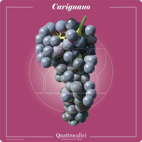 Carignano - Quattrocalici - Italian Wine Grapes