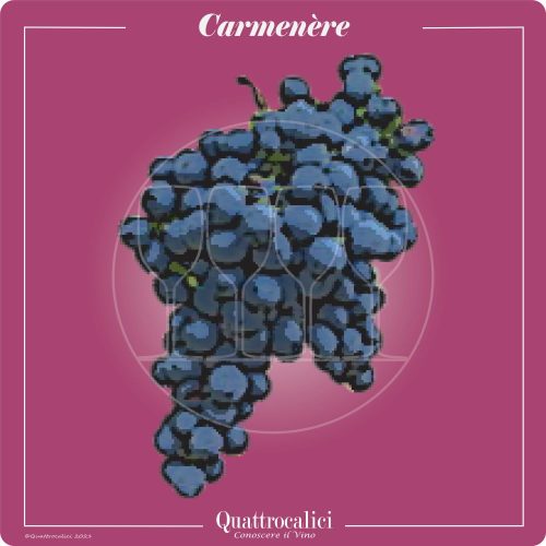 Carmènere - Quattrocalici - Italian Wine Grapes