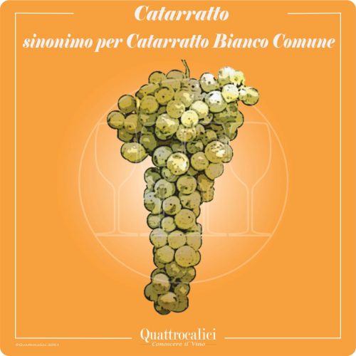 Catarratto - Quattrocalici - Italian Wine Grapes