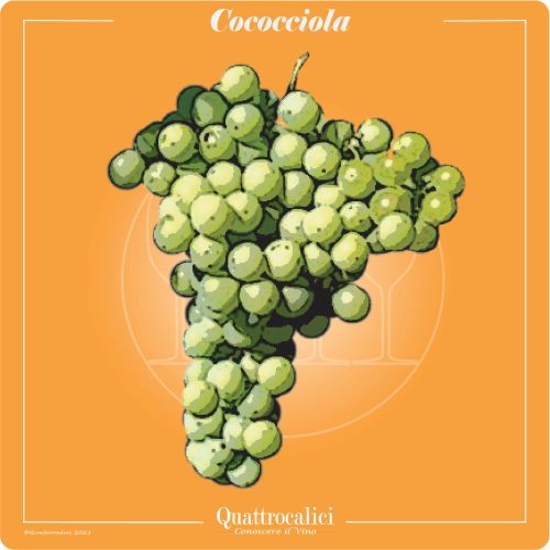 Cococciola - Quattrocalici - Italian Wine Grapes