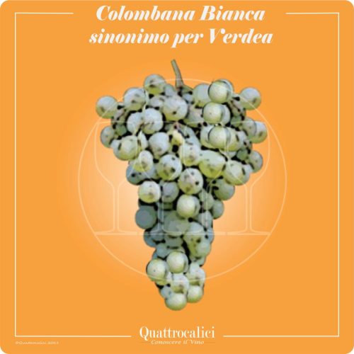Colombana bianca - Quattrocalici - Italian Wine Grapes