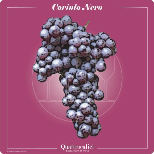Corinto nero - Quattrocalici - Italian Wine Grapes