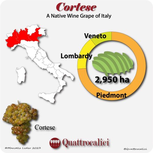 Cortese - Quattrocalici - Italian Wine Grapes