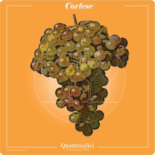 Cortese - Quattrocalici - Italian Wine Grapes
