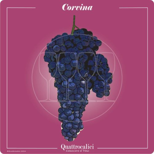 Corvina - Quattrocalici - Italian Wine Grapes
