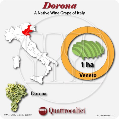 Dorona - Quattrocalici - Italian Wine Grapes