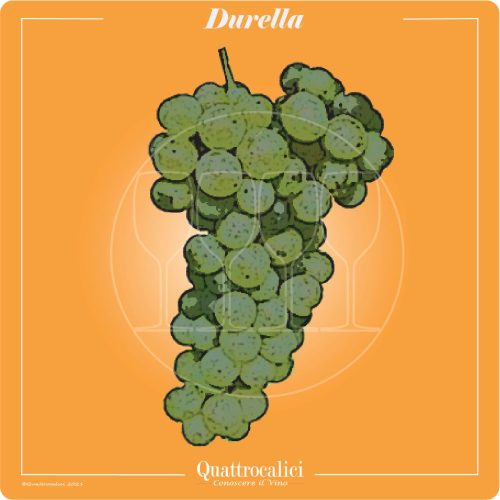 Durella - Quattrocalici - Italian Wine Grapes