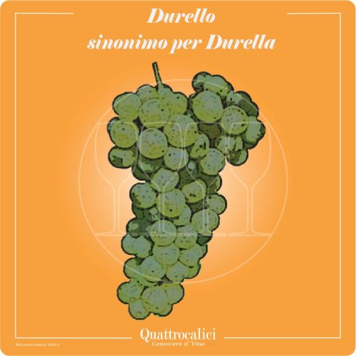 Durello - Quattrocalici - Italian Wine Grapes