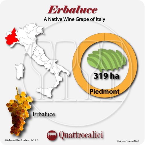 Erbaluce - Quattrocalici - Italian Wine Grapes