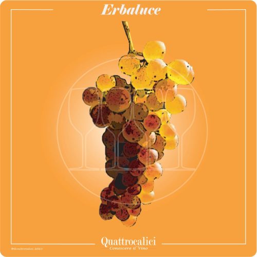 Erbaluce - Quattrocalici - Italian Wine Grapes