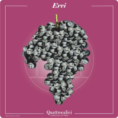 Ervi - Quattrocalici - Italian Wine Grapes