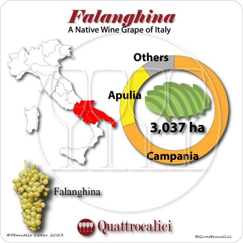 Falanghina - Quattrocalici - Italian Wine Grapes