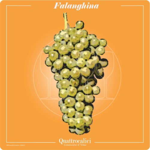 Falanghina - Quattrocalici - Italian Wine Grapes