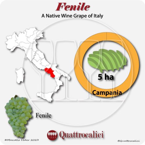 Fenile - Quattrocalici - Italian Wine Grapes