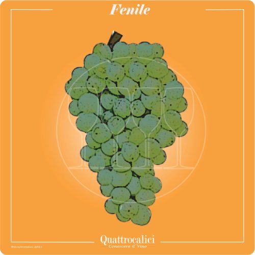 Fenile - Quattrocalici - Italian Wine Grapes