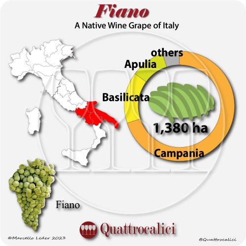 Fiano - Quattrocalici - Italian Wine Grapes