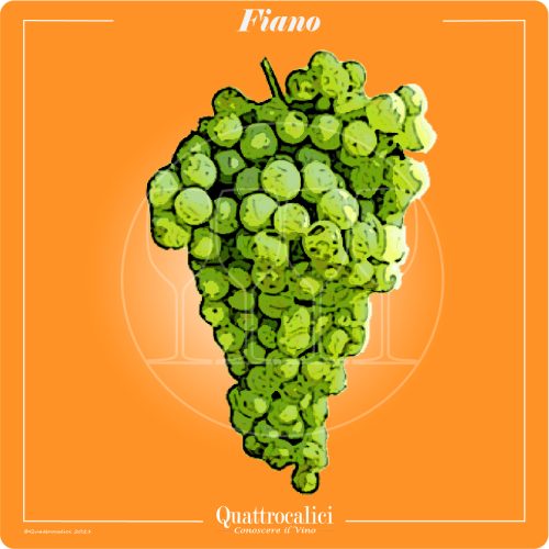 Fiano - Quattrocalici - Italian Wine Grapes