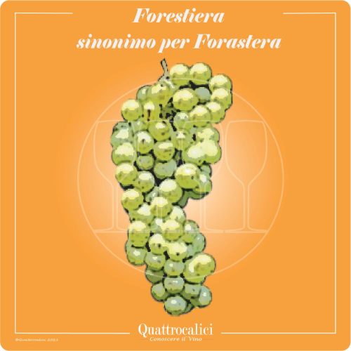 Forestiera - Quattrocalici - Italian Wine Grapes