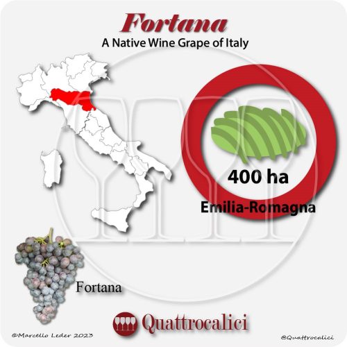 Fortana - Quattrocalici - Italian Wine Grapes