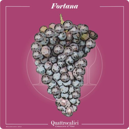 Fortana - Quattrocalici - Italian Wine Grapes