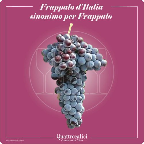 Frappato d’Italia - Quattrocalici - Italian Wine Grapes