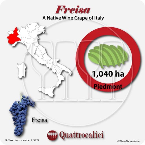 Freisa - Quattrocalici - Italian Wine Grapes