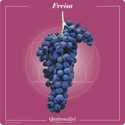 Freisa - Quattrocalici - Italian Wine Grapes