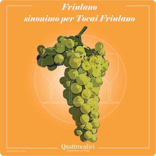 Friulano - Quattrocalici - Italian Wine Grapes