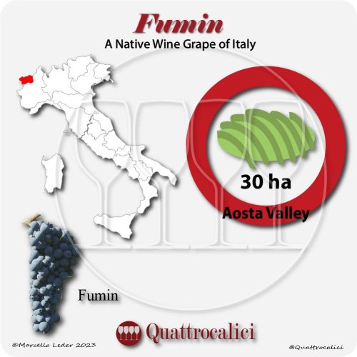 Fumin - Quattrocalici - Italian Wine Grapes