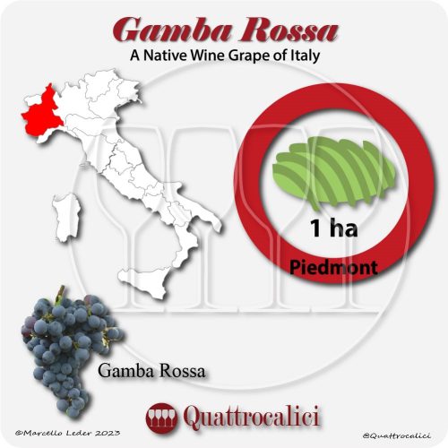 Gamba rossa - Quattrocalici - Italian Wine Grapes