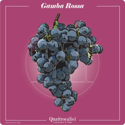 Gamba rossa - Quattrocalici - Italian Wine Grapes