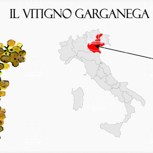 Garganega - Quattrocalici - Italian Wine Grapes