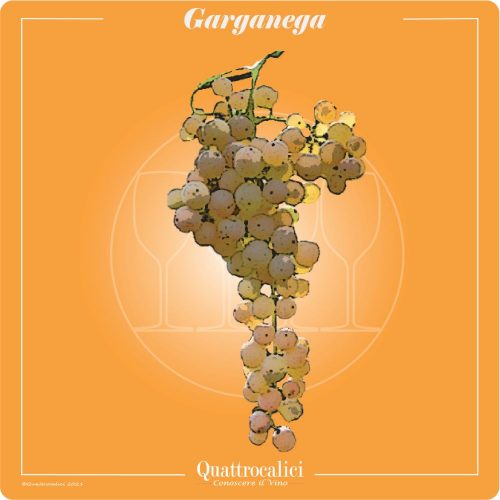 Garganega - Quattrocalici - Italian Wine Grapes