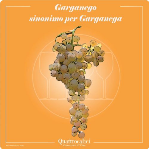 Garganego - Quattrocalici - Italian Wine Grapes