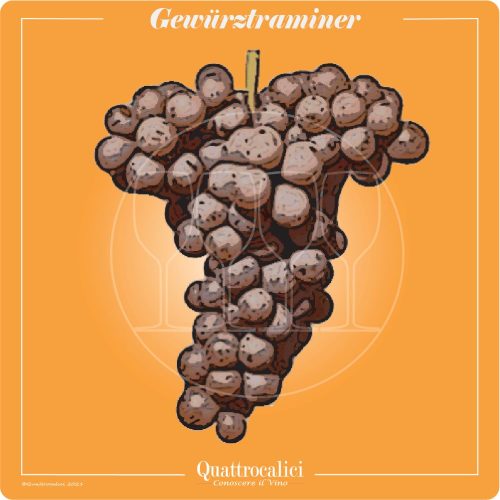 Gewürztraminer - Quattrocalici - Italian Wine Grapes