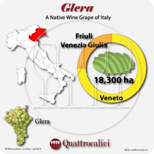 Glera - Quattrocalici - Italian Wine Grapes